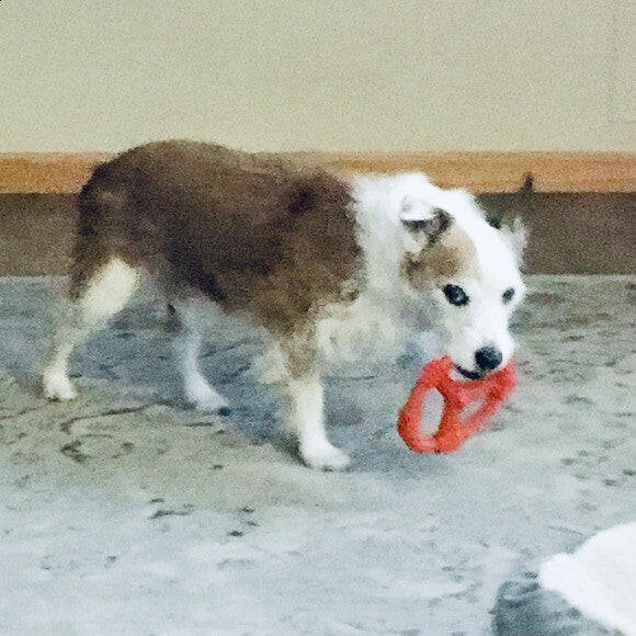 Buddy – The Honest Kitchen