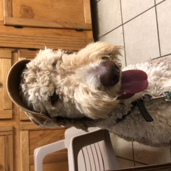 Theodore Roosevelt – The Honest Kitchen