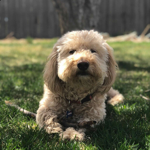 Teddy – The Honest Kitchen