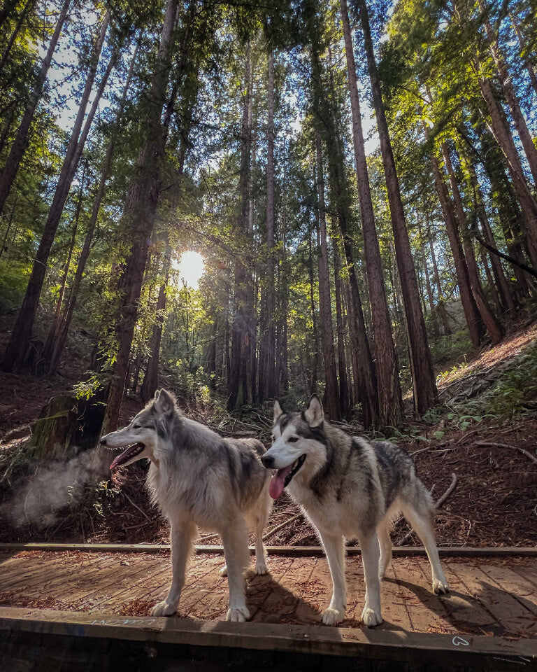 Frodo and Teeka – The Honest Kitchen