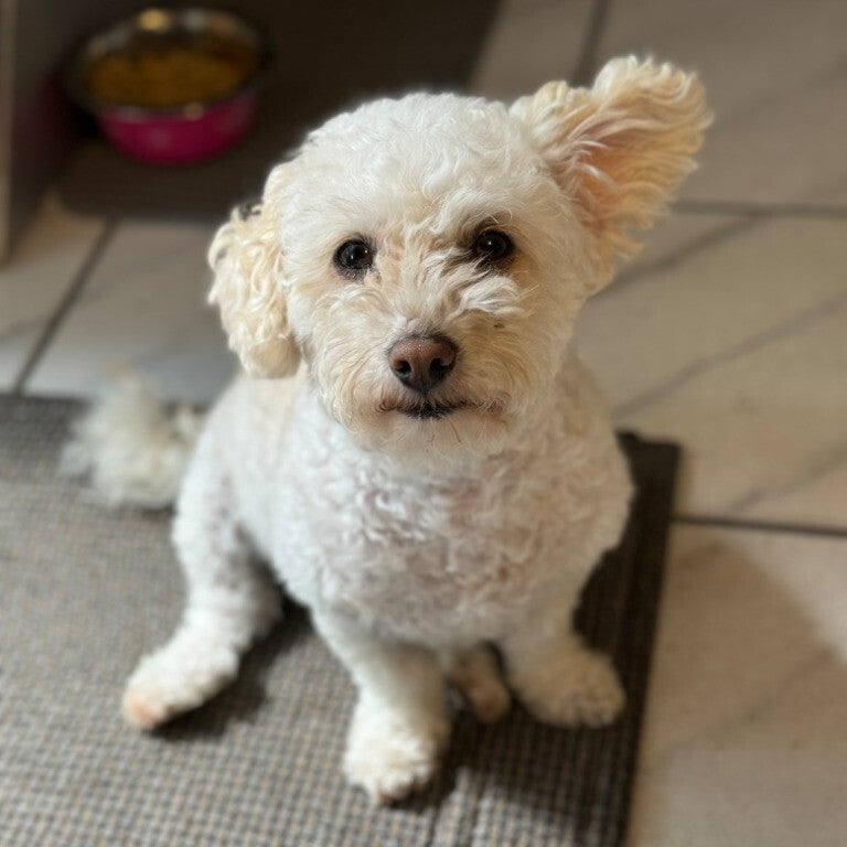 Duke – The Honest Kitchen