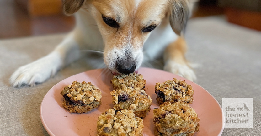 Mini Blueberry Muffins For Dogs – The Honest Kitchen