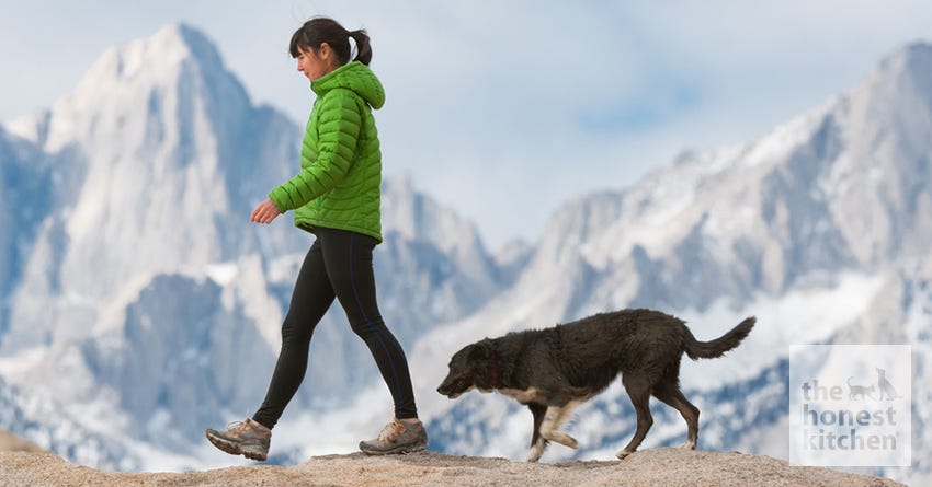 Tips for Training an Adventure Puppy – The Honest Kitchen