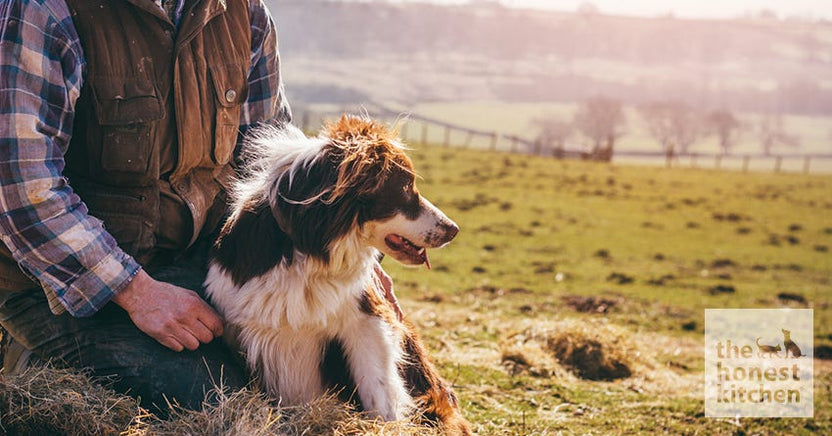 Why Dogs Lean on People – The Honest Kitchen