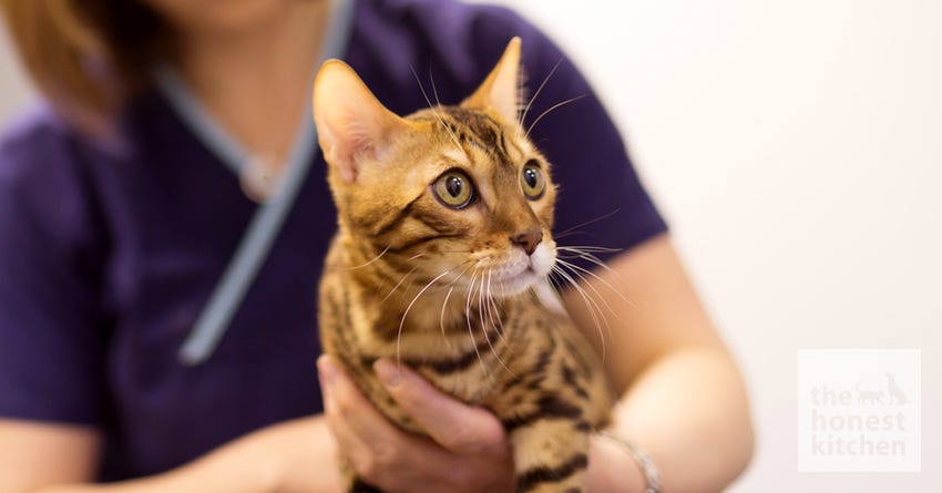 Do You Need a Holistic Vet? Here's What They Can Offer – The Honest Kitchen