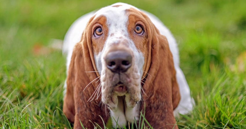 Interview With Mike Petty, DVM: Pain Management in Dogs – The Honest ...