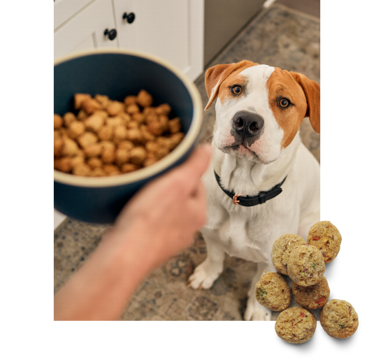 Try Human Grade Pet Food – The Honest Kitchen