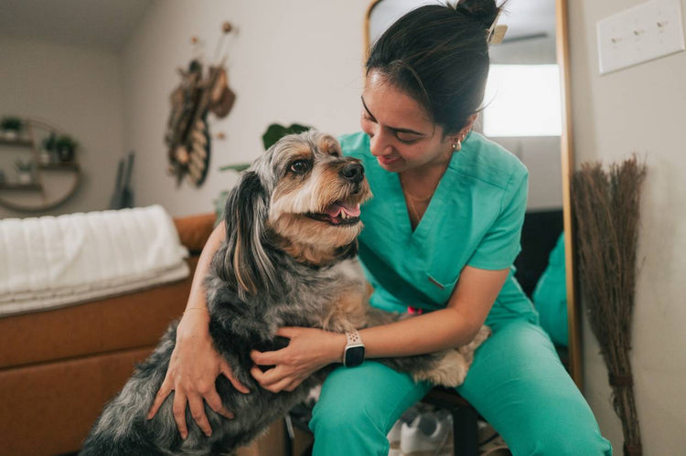 Vet Resources | The Honest Kitchen